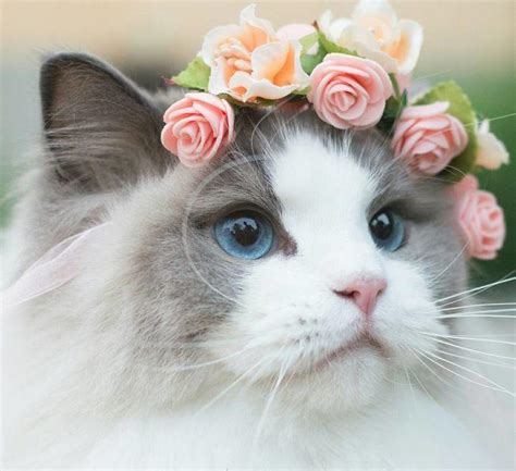 Самая красивая кошка в мире фото и описание