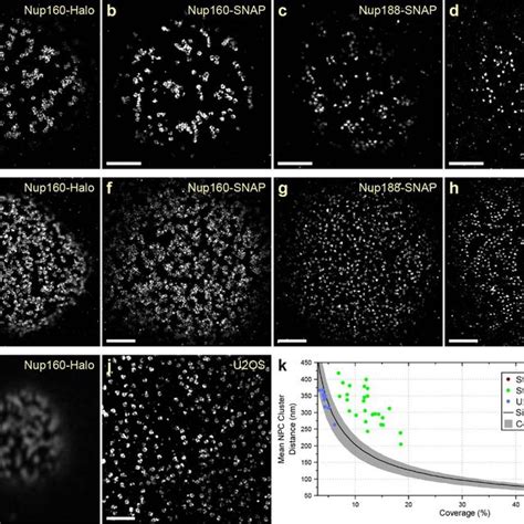 Super Resolution Imaging In Tissue Reveals A Nonrandom Distribution Of