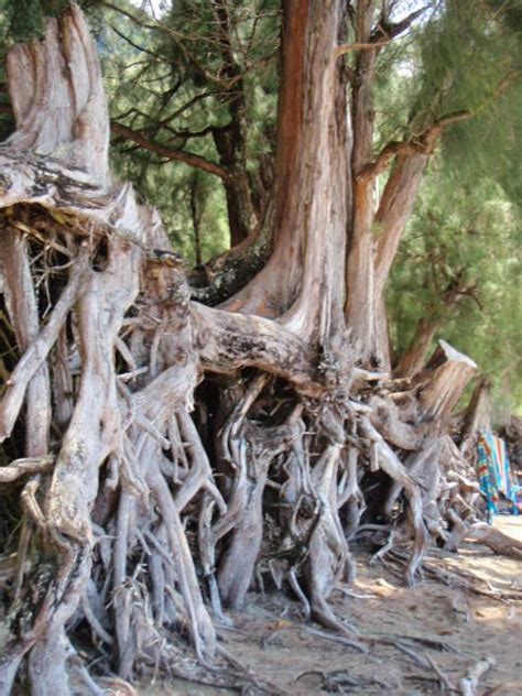 Pin On Kauai Kauai Beautiful Places On Earth Hawaii Vacation