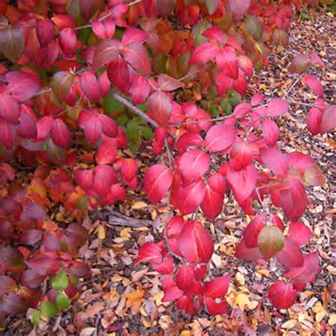 Viburnum Mohawk Birkwood Viburnum Sugar Creek Gardens