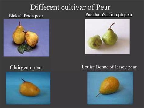 Cultivation Of Pear Pptx