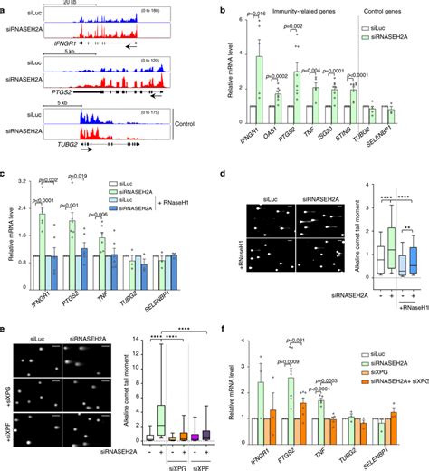 R Loops Contribute To Activation Of Inflammatory Response In RNase Download Scientific Diagram
