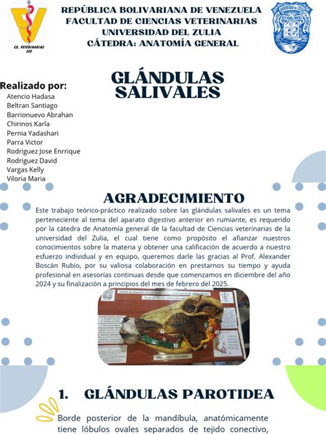 Anatomía De Glándulas Salivales En Bovinos Pdf Digestión Saliva
