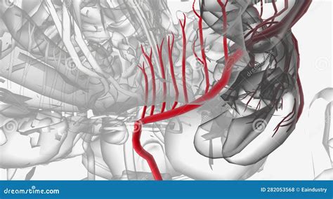 Middle Cerebral Artery 3d Illustration 363910039