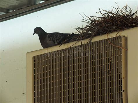 Paloma En El Balc N Borde De La Ventana Foto De Archivo Imagen De Azul Pluma