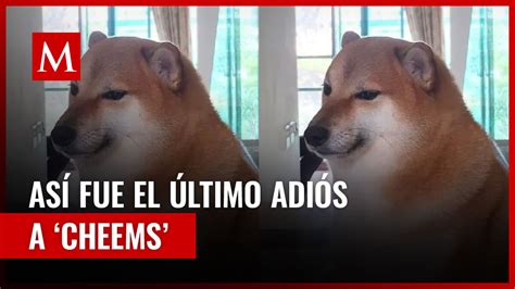 Fallecio Memes