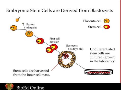 40 Stem Cell Presentation Ppt