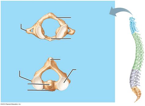 Axial Diagram Quizlet