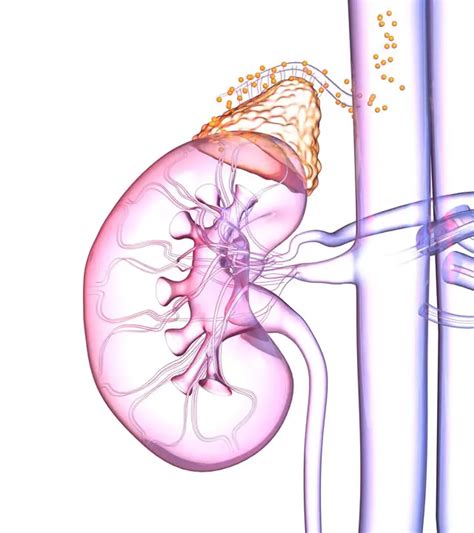 Adrenal Tumor Treatment