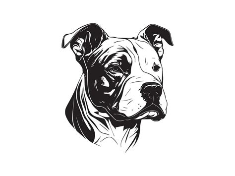 Pitbull Head Vector