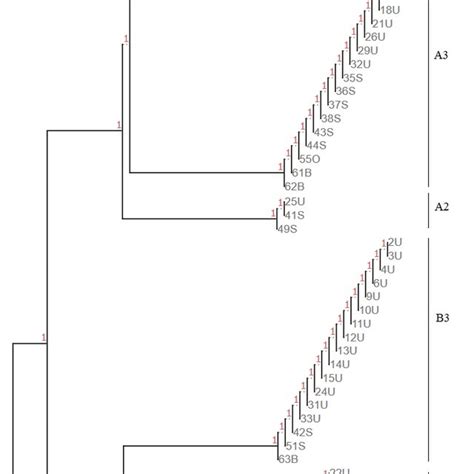 Upgma Dendrogram Showing Cluster Analysis Of 65 Candida Albicans