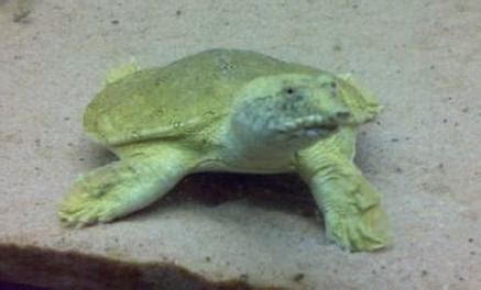Chinese Softshell Turtle Facts And Pictures
