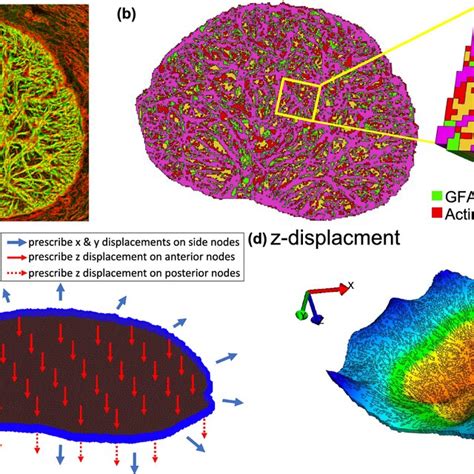 Development Of A Specimen Specific Model Of The Mouse Al The Model Was Download Scientific