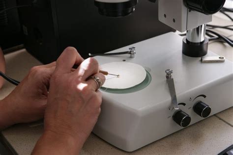 Experts In Insect Taxonomy Threatened By Extinction” Reveals The First European Red List Of