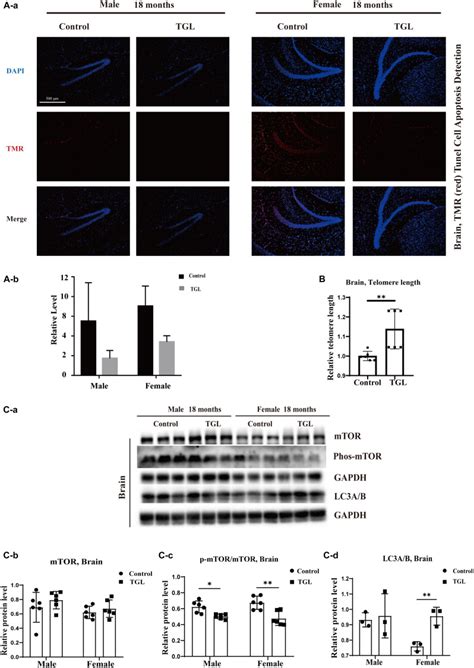 Long Term Administration Of Triterpenoids From Ganoderma Lucidum Mitigates Age Associated Brain