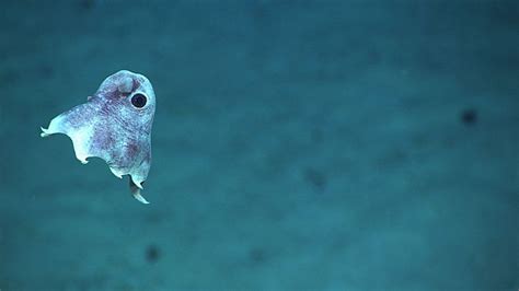 All About Grimpoteuthis The Dumbo Octopus