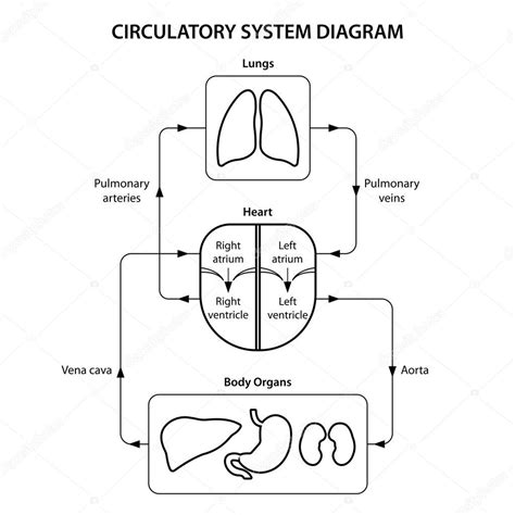 Diagrama Del Sistema Circulatorio Etiquetado Ilustración Blanco Negro