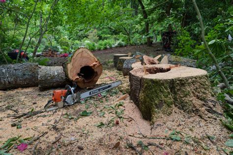 How To Spot And Manage Tree Disease Before It Spreads