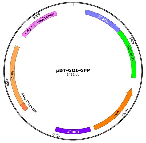 Bac Vector At Collection Of Bac Vector Free For