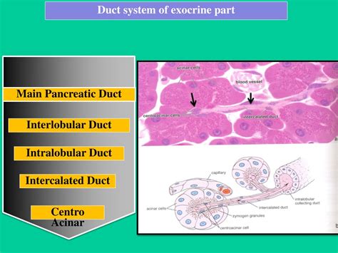 Ppt Endocrine System Powerpoint Presentation Free Download Id8998890