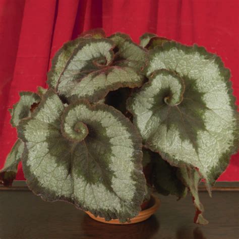 Snail Begonia