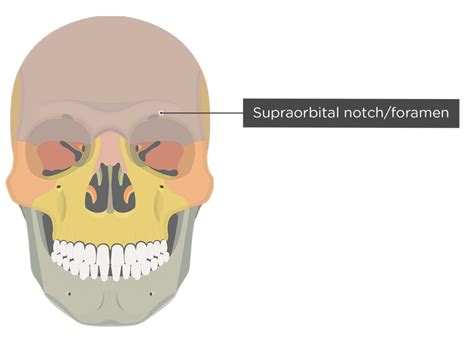 Supraorbital Margin