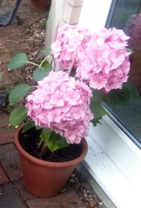 Freelywheely Pink Mophead Hydrangea