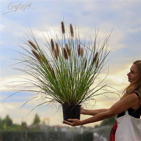 Пенісетум лисохвістний Moudry купити саджанці в Україні Сад мрії