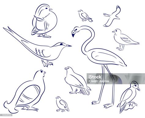 새 만화 세트입니다 플라밍고 갈매기 오리 딱따구리 검은 뇌 뇌 독수리 비둘기 참새 제비 갈매기 손으로 그린 낙서 벡터 일러스트 갈매기에 대한 스톡 벡터 아트 및 기타 이미지