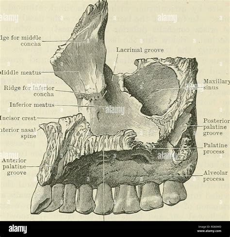 Palatal Process Of Maxilla