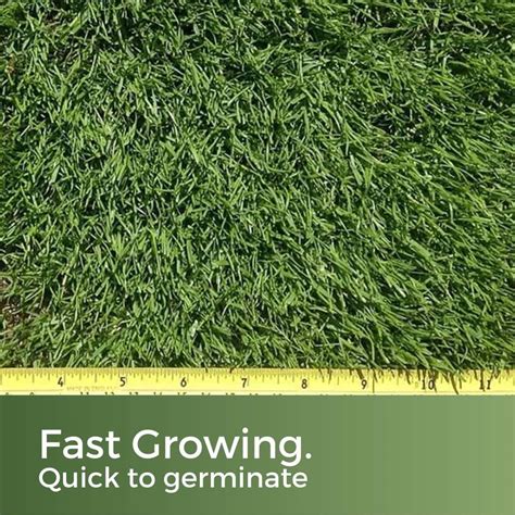 Dark Green Grass Seed And Pre Seed Fertiliser Lawncare Guy