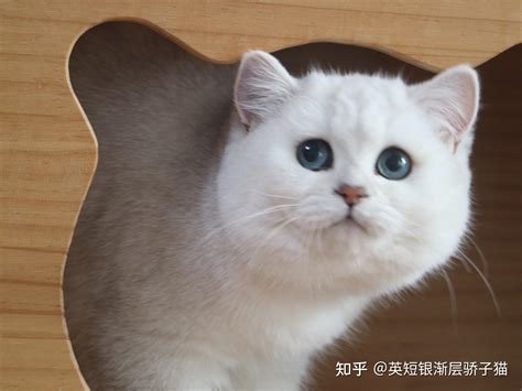 英短银渐层爱好者必须知道的哪些事儿之银渐层颜色的形成历史下 知乎
