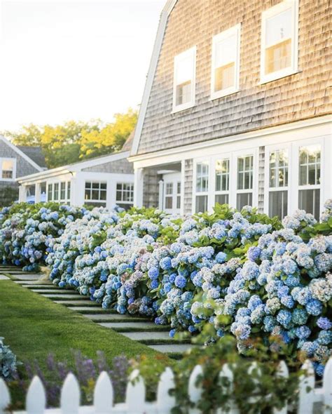 Hydrangeas Artofit