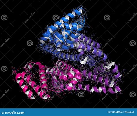 Human Serum Albumin Protein 3d Rendering Cartoon And Wireframe R Stock