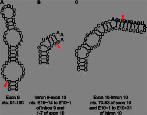 Predicted Structures At Alternatively Spliced Exon Intron Junctions Download Scientific