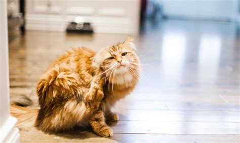 What Do Fleas Look Like In Cats 10 Signs Your Cat Has Fleas BeChewy