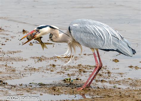 20250405 アオサギ（蒼鷺 ） 野鳥撮影記録