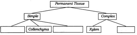 NCERT Solutions For Class Science Chapter Tissues