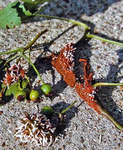 Orange Rust On Crabapple And Serviceberry Cedar Quince Rust Treatment