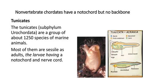 Origen And Classification Of Veretebrates 2017 New Microsoft Powerpoint