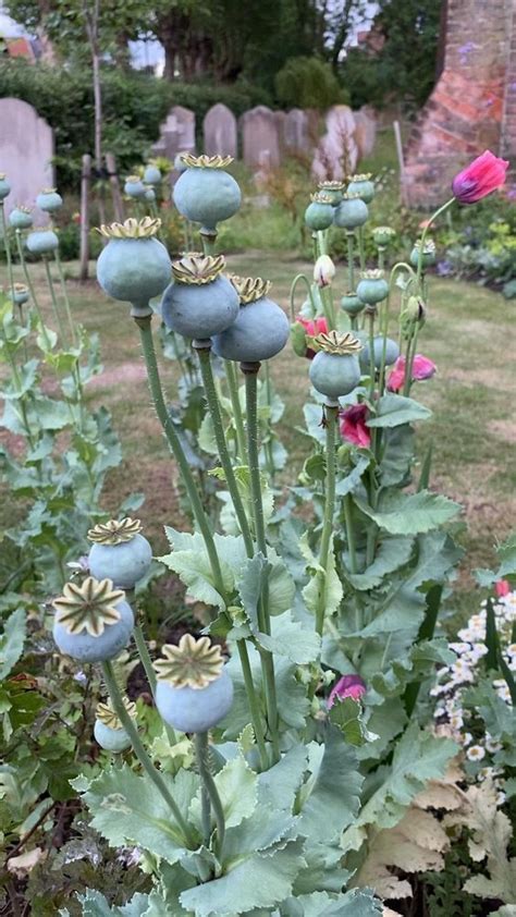 Poppy And Daisy Flower Field Poppy Seed Pods And Flower Poppy And