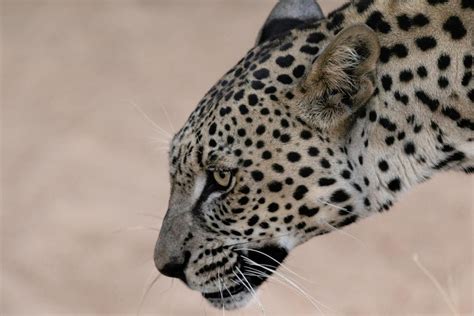Q A Arabian Leopard Day Panthera