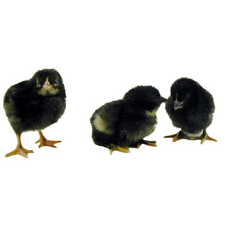 Freys Day Old Black Sex Link Pullets Mb Country Living