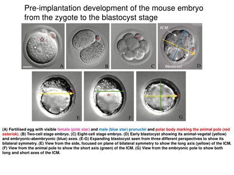 Human Development Powerpoint Slides Learnpick India