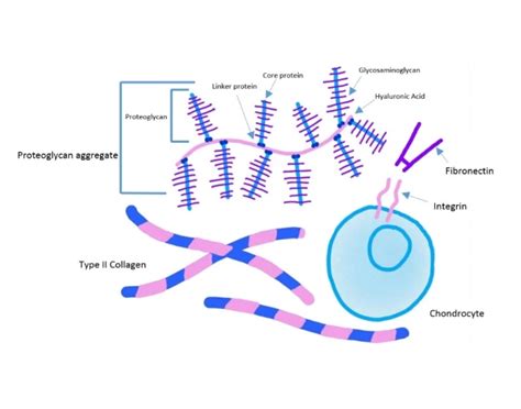 Extracellular Matrix Components Of Cartilage Quiz