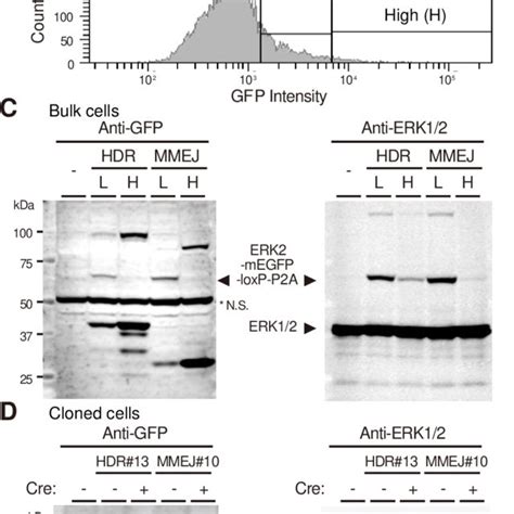 Outlines Of Gene Ki A Schematic Illustration Of Gene Ki With An Download Scientific Diagram