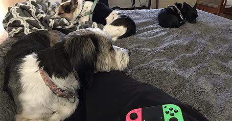 Puppers Are All Tuckered Out After Running Around Album On Imgur