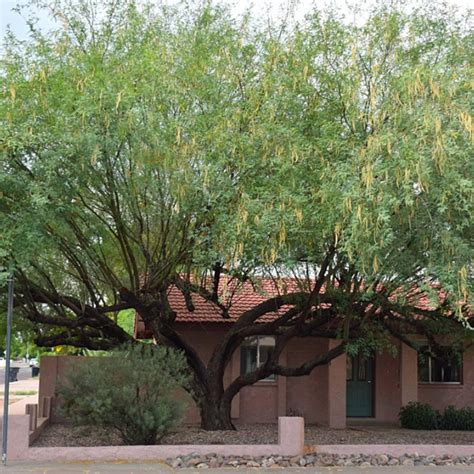 A Comprehensive List Of Arizona Trees Happy Tree Guys