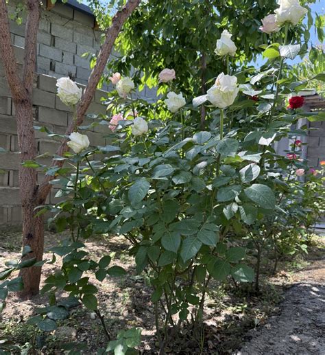 ვარდის ნერგები ვარდის ნერგები აფრიკაში Tbilisi