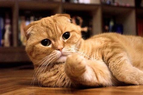 Как назвать рыжую кошку 🐈 Имена для котенка девочки рыжего цвета